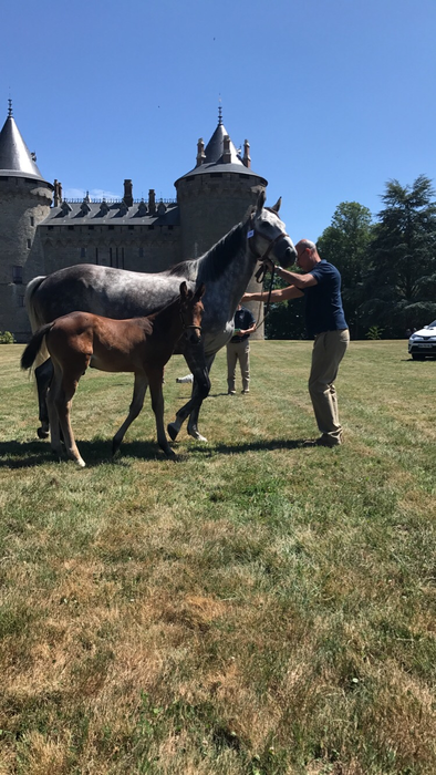 Chevaux à vendre :: Elevage du haut noyal